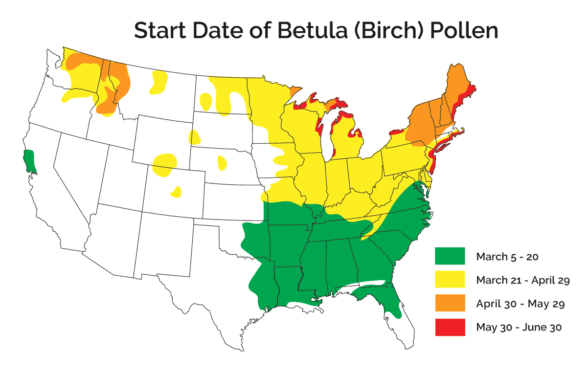 What is birch pollen allergy? - Allergy & Asthma Network