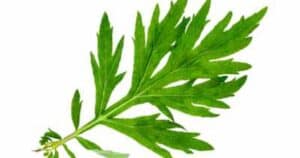 Ragweed Allergies - Allergy & Asthma Network