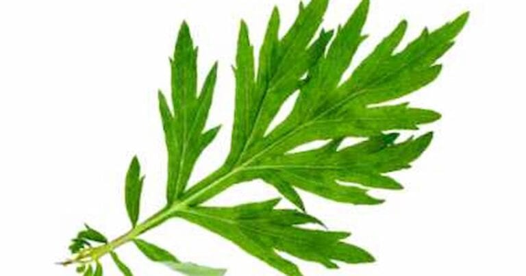 Ragweed Allergies - Allergy & Asthma Network