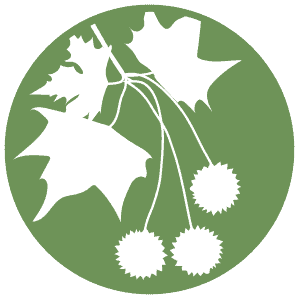 Tree Pollen - Allergy & Asthma Network