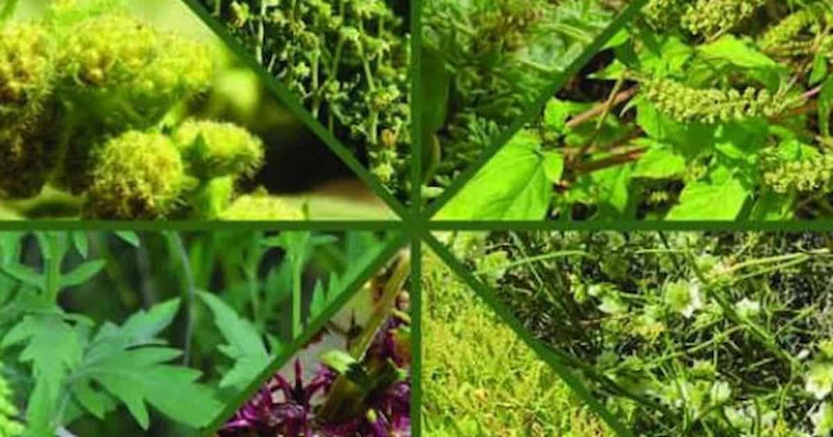 Ragweed Allergies - Allergy & Asthma Network